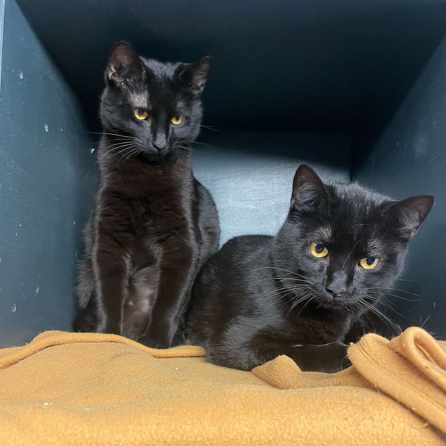 Katten ter adoptie | Dierenasiel Sint-Truiden