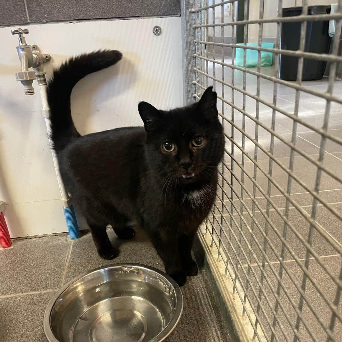 Katten ter adoptie | Dierenasiel Sint-Truiden