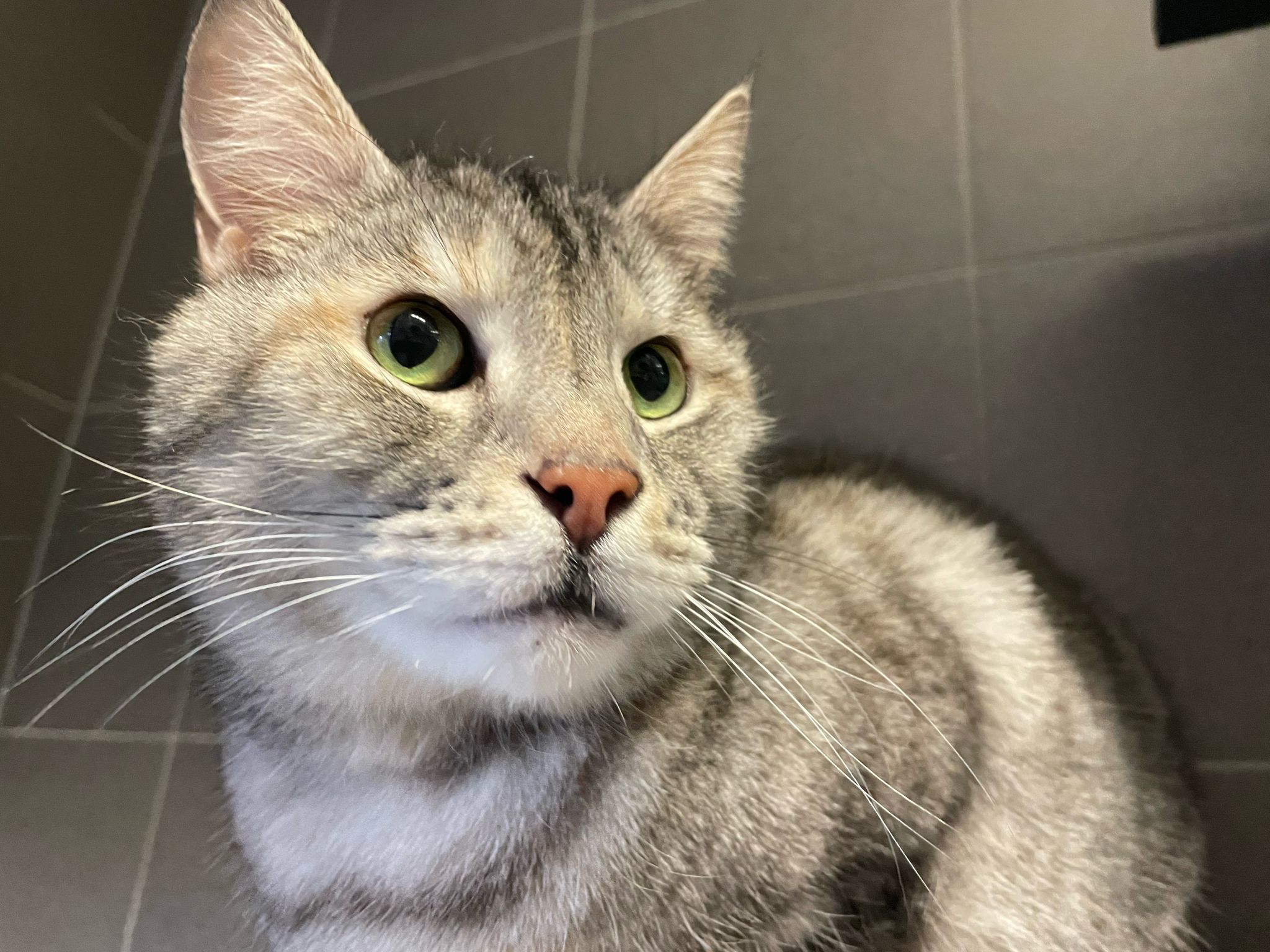 Katten ter adoptie | Dierenasiel Sint-Truiden