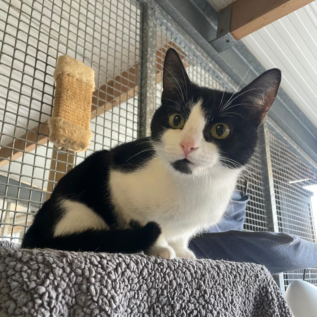 Katten ter adoptie | Dierenasiel Sint-Truiden