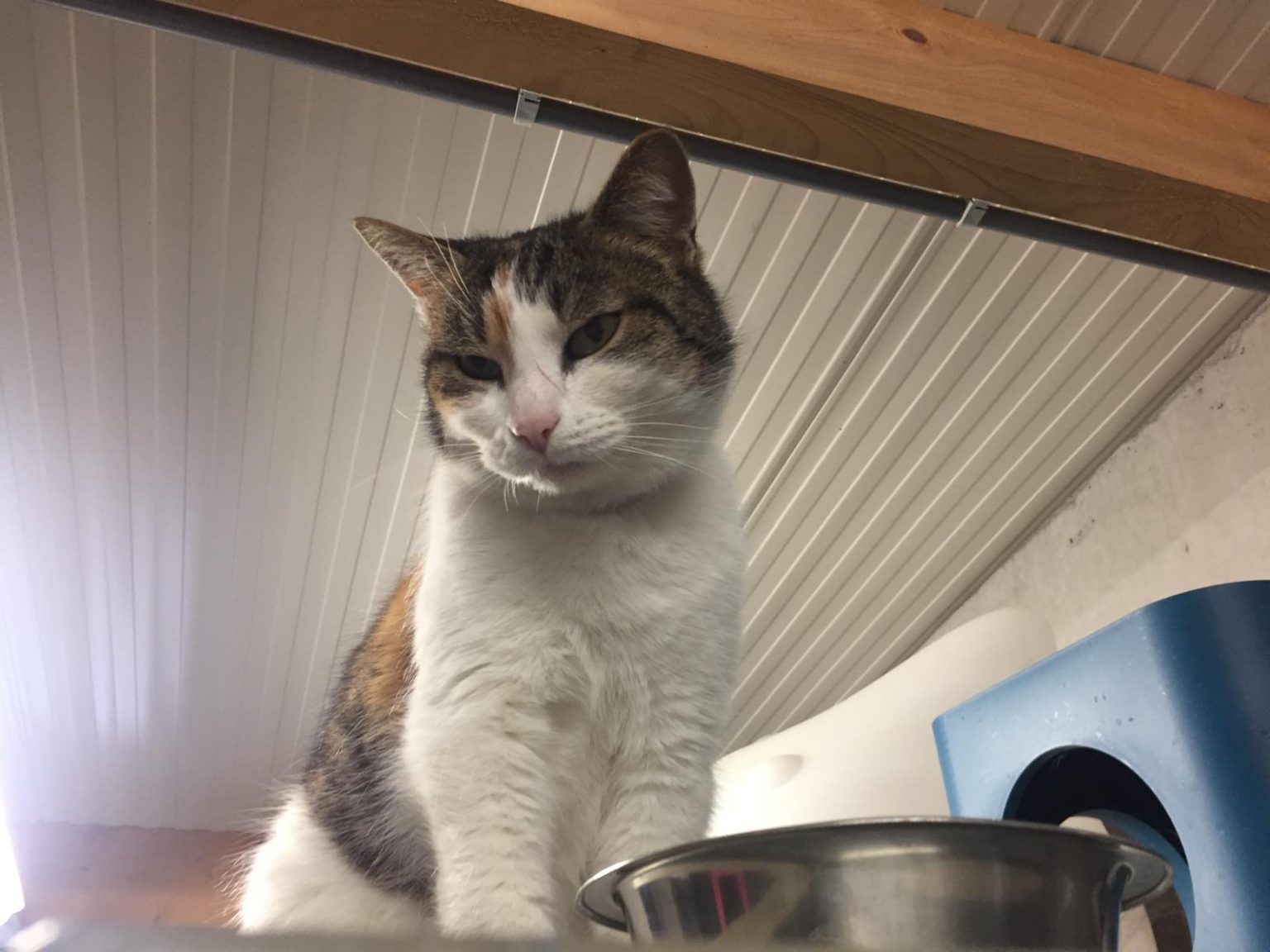 Katten ter adoptie | Dierenasiel Sint-Truiden