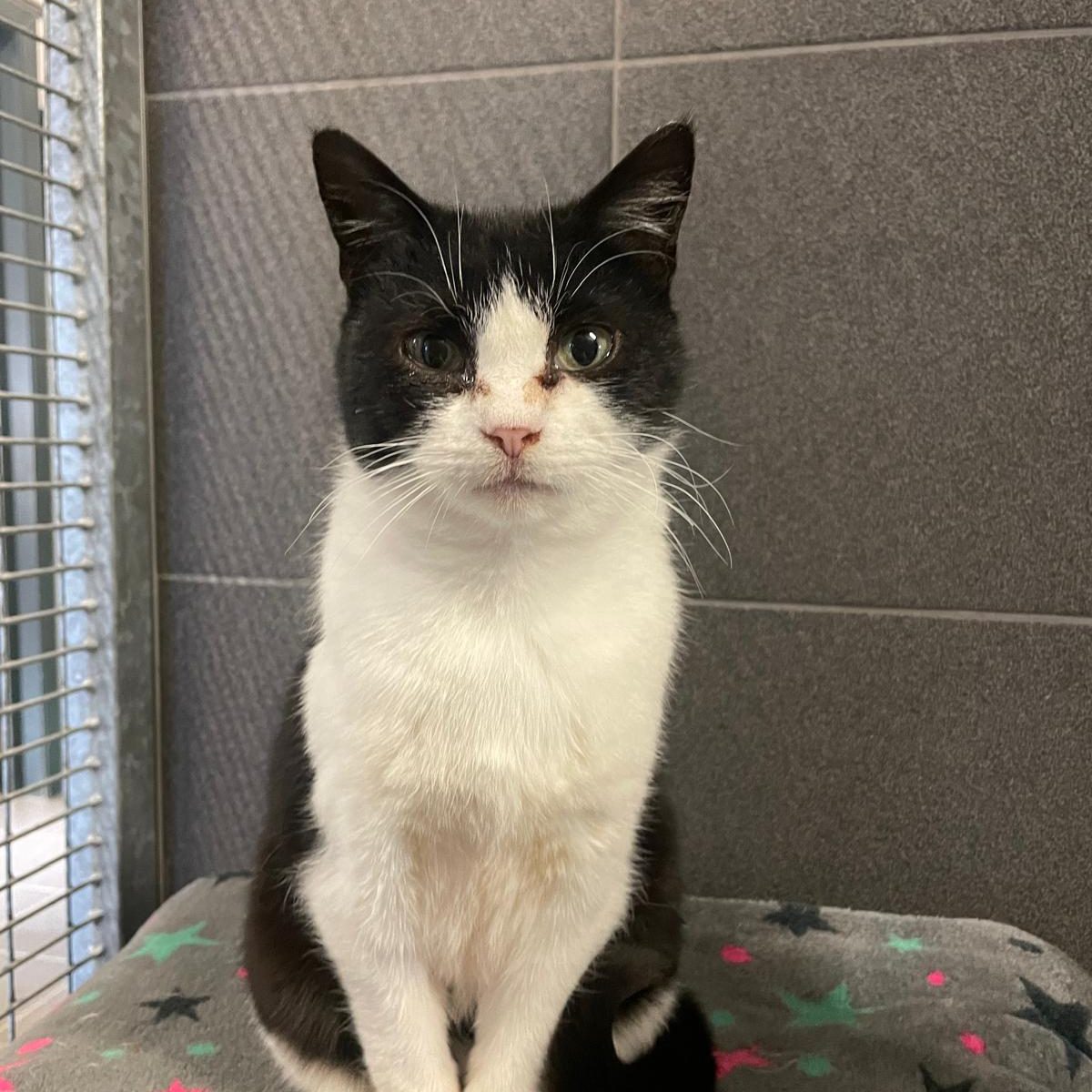 Katten ter adoptie | Dierenasiel Sint-Truiden