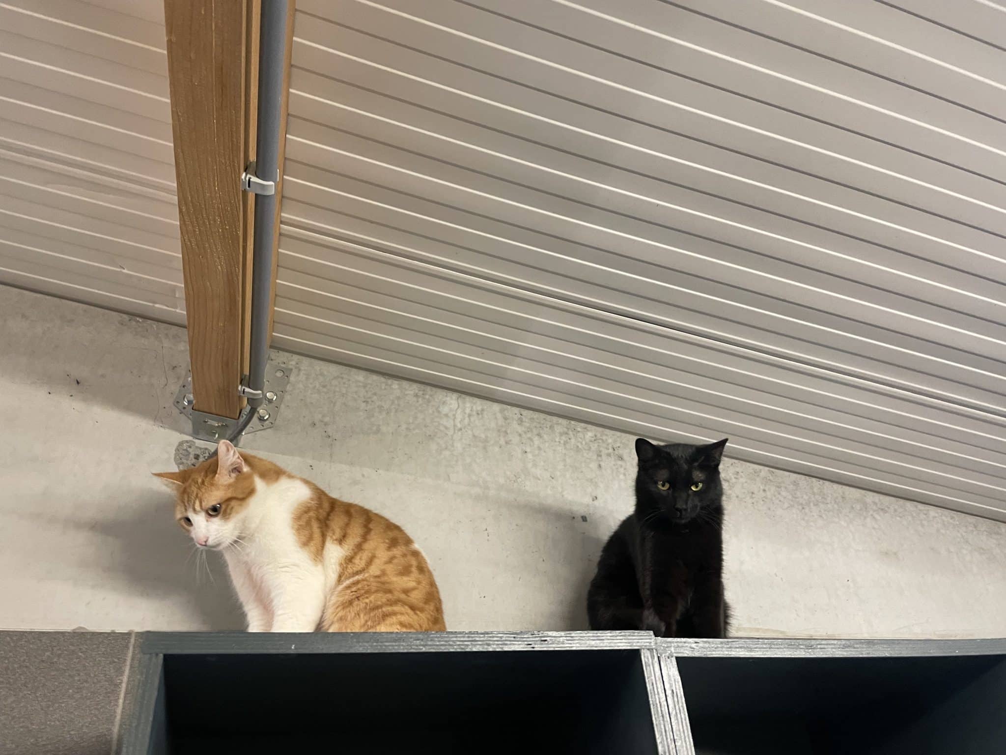 Katten ter adoptie | Dierenasiel Sint-Truiden