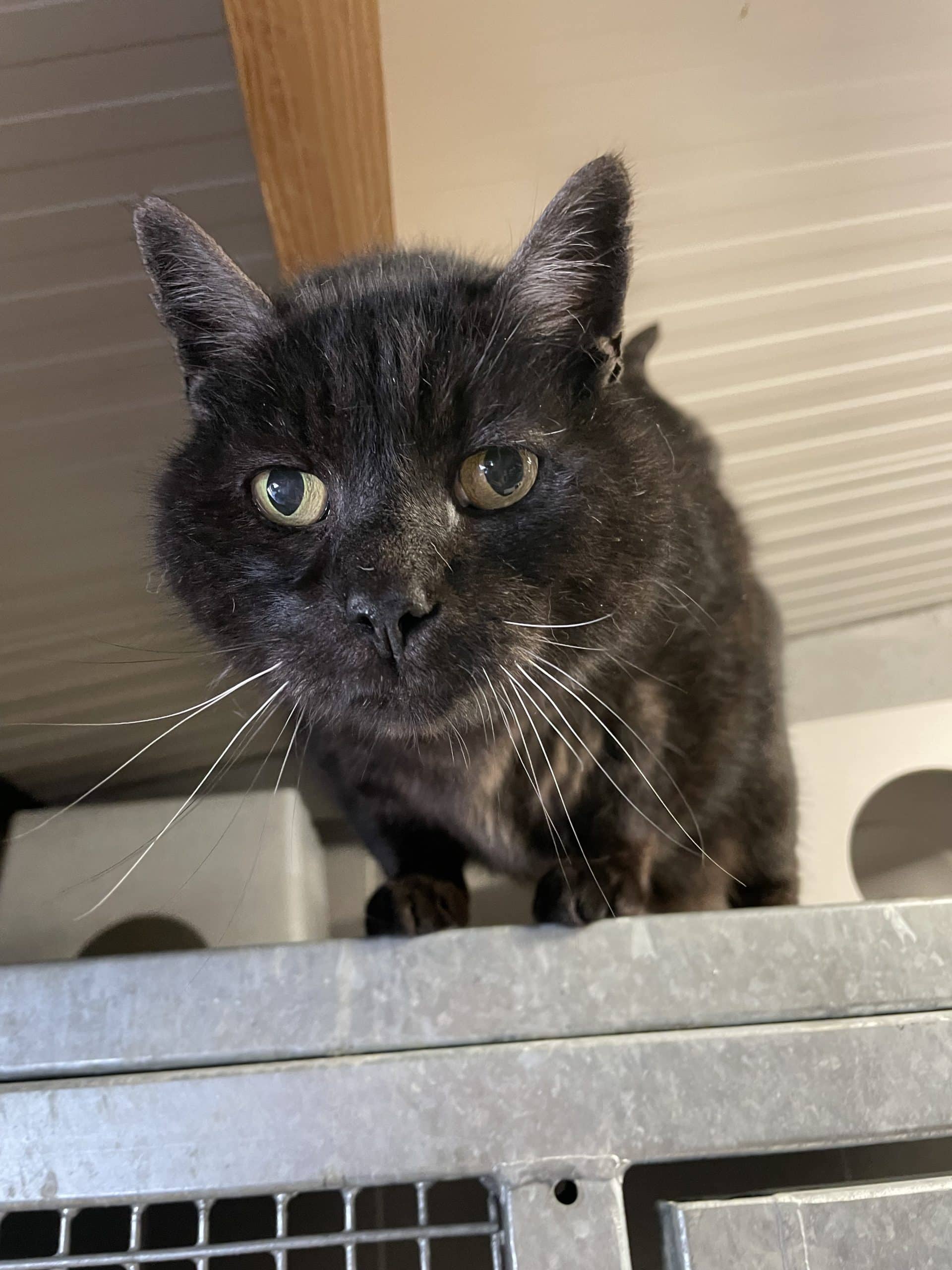 Katten ter adoptie | Dierenasiel Sint-Truiden