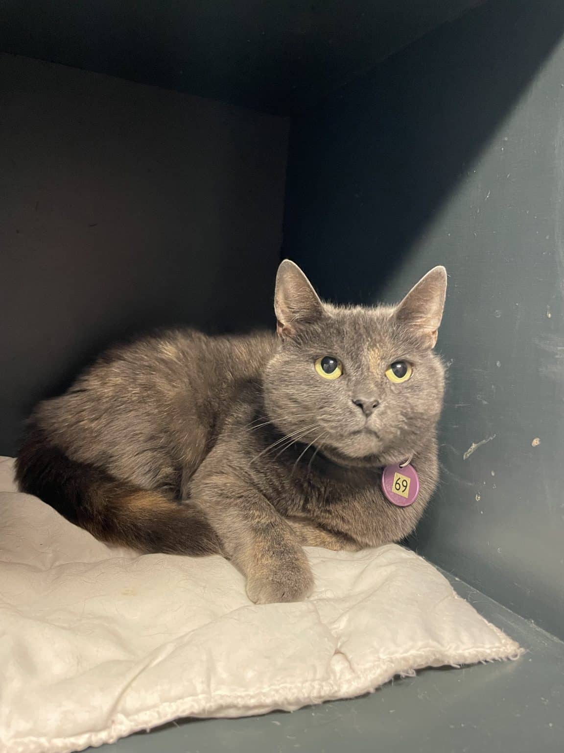 Katten ter adoptie | Dierenasiel Sint-Truiden