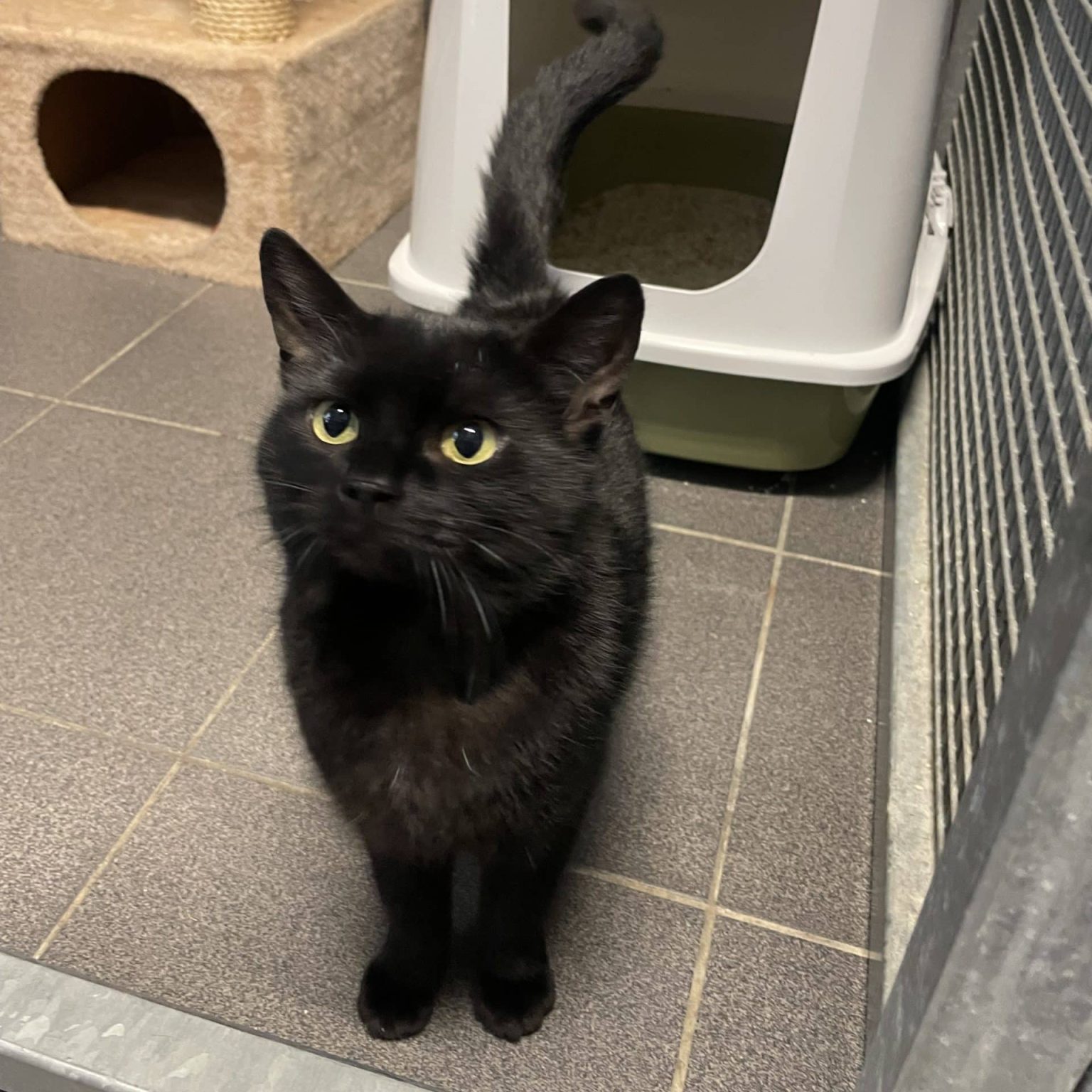 Katten ter adoptie | Dierenasiel Sint-Truiden