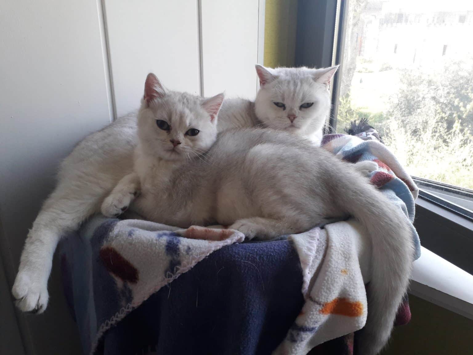 Katten ter adoptie | Dierenasiel Sint-Truiden