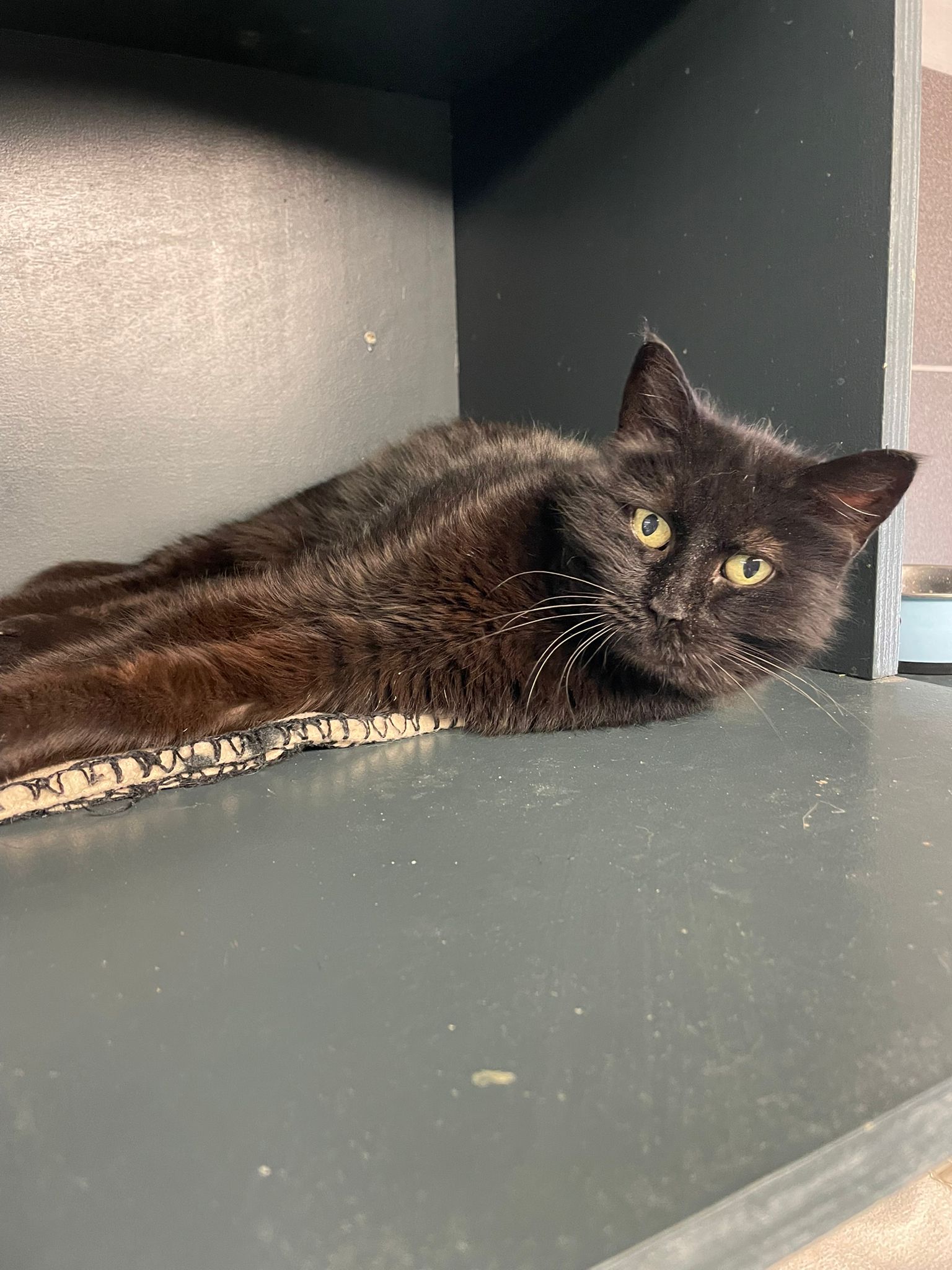 Katten ter adoptie | Dierenasiel Sint-Truiden