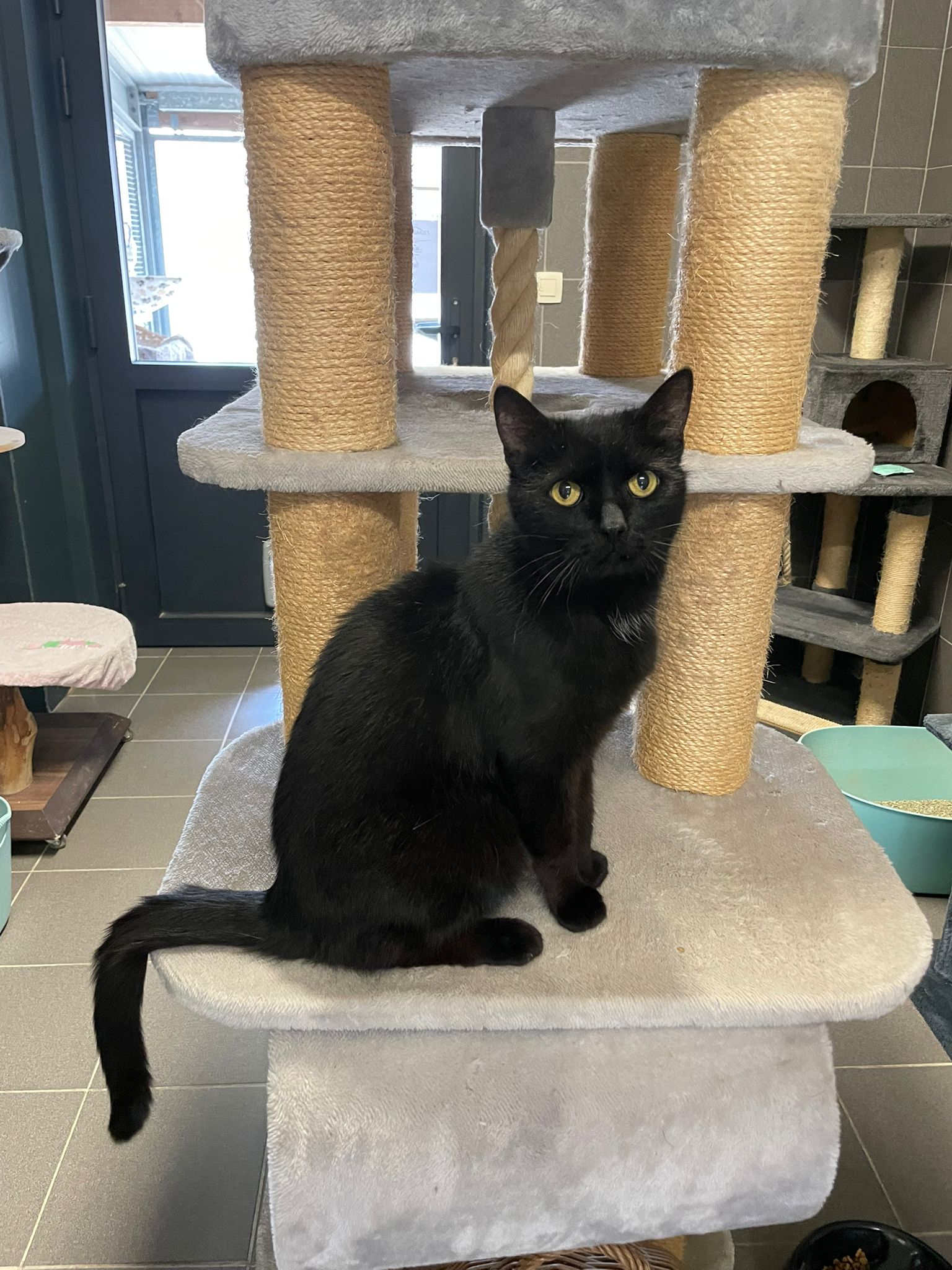 Katten ter adoptie | Dierenasiel Sint-Truiden