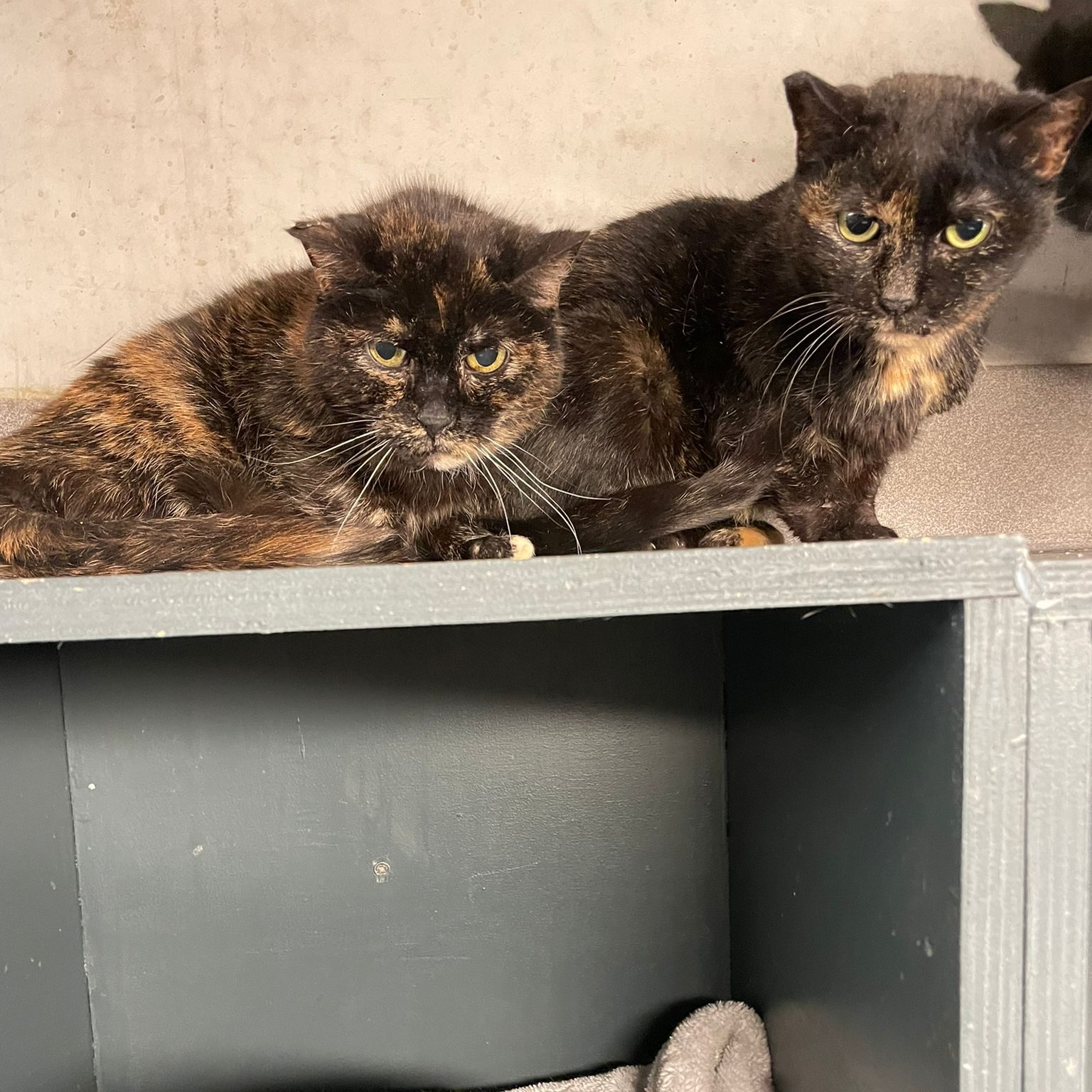 Katten ter adoptie | Dierenasiel Sint-Truiden