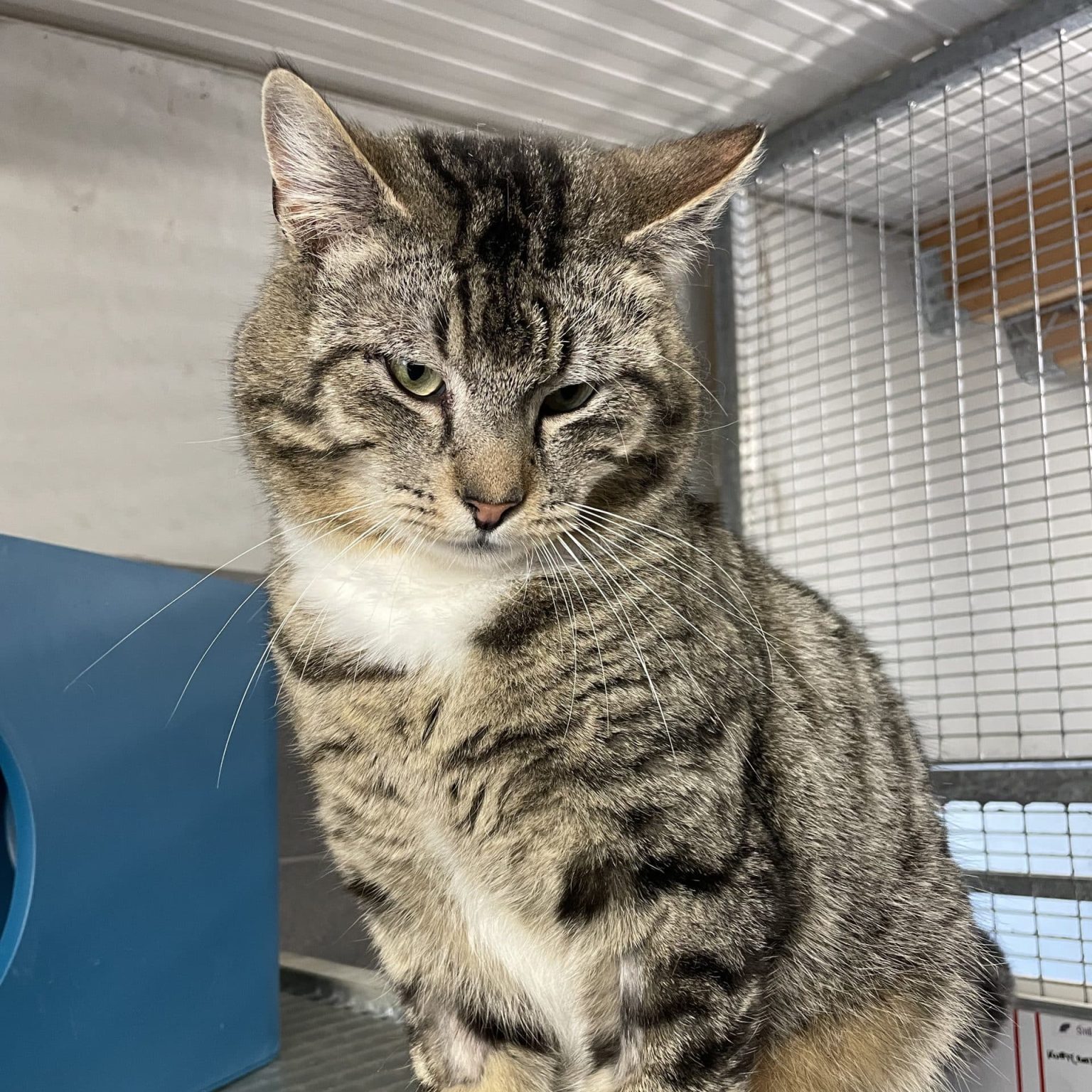 Katten ter adoptie | Dierenasiel Sint-Truiden