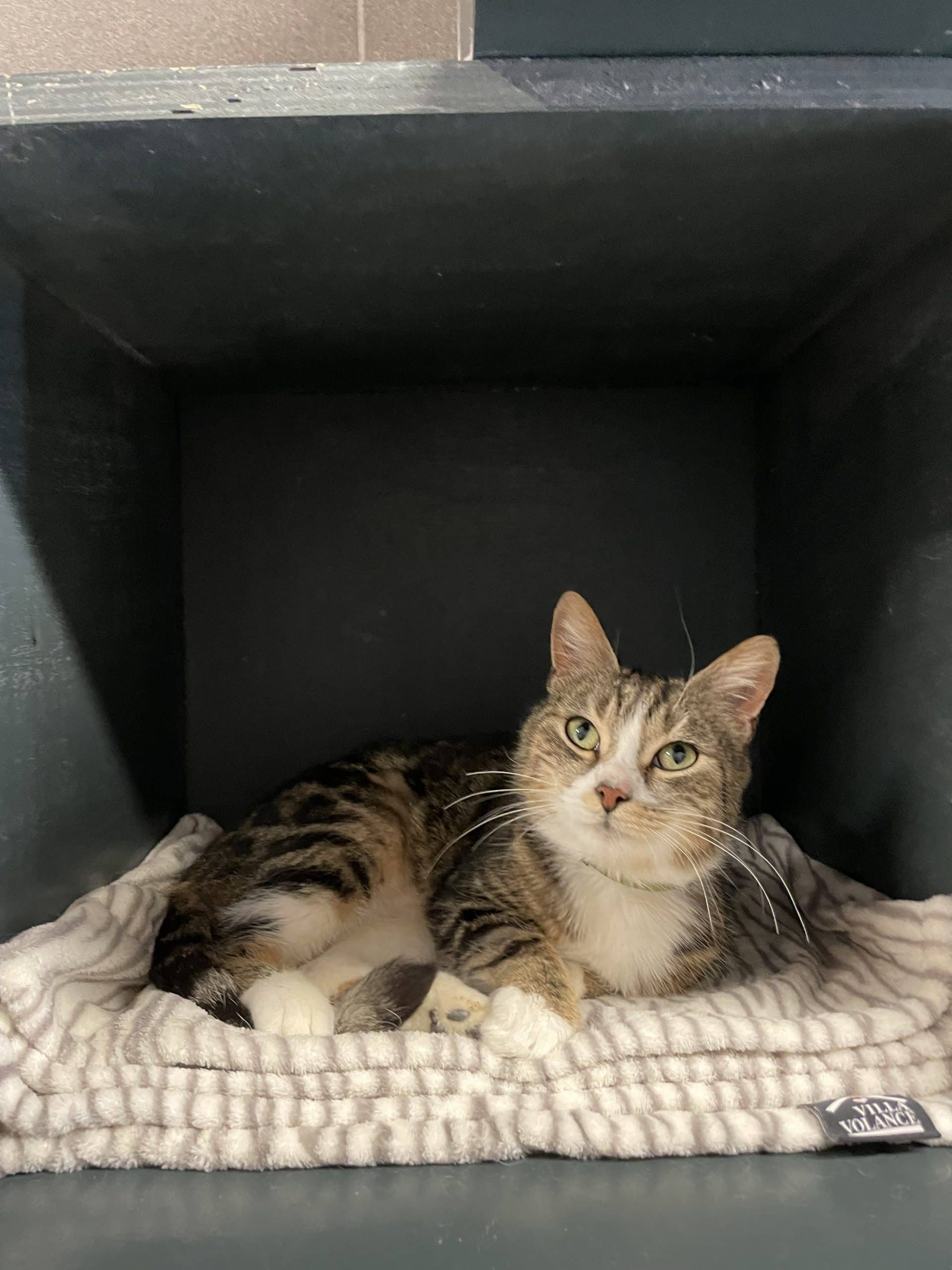 Katten ter adoptie | Dierenasiel Sint-Truiden