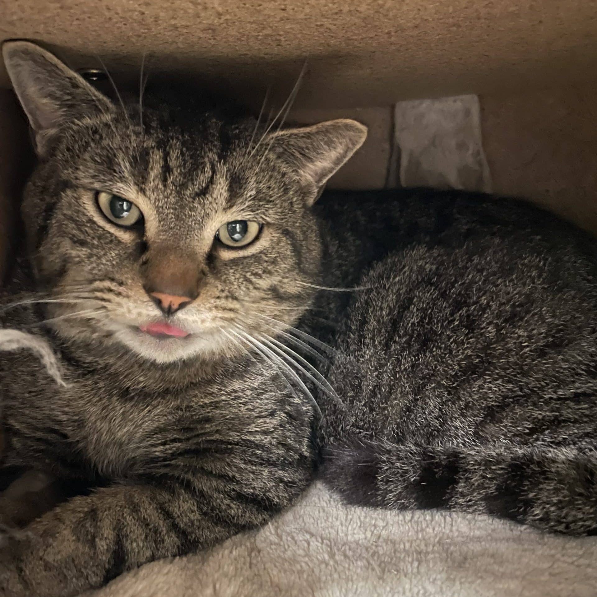 Katten ter adoptie | Dierenasiel Sint-Truiden