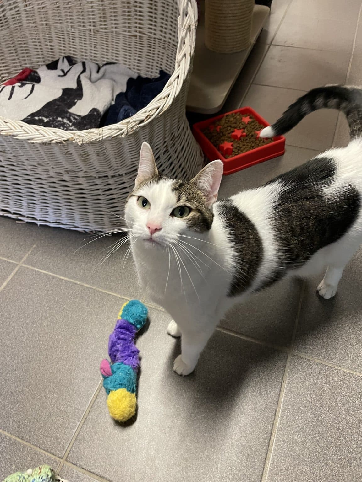 Katten ter adoptie | Dierenasiel Sint-Truiden