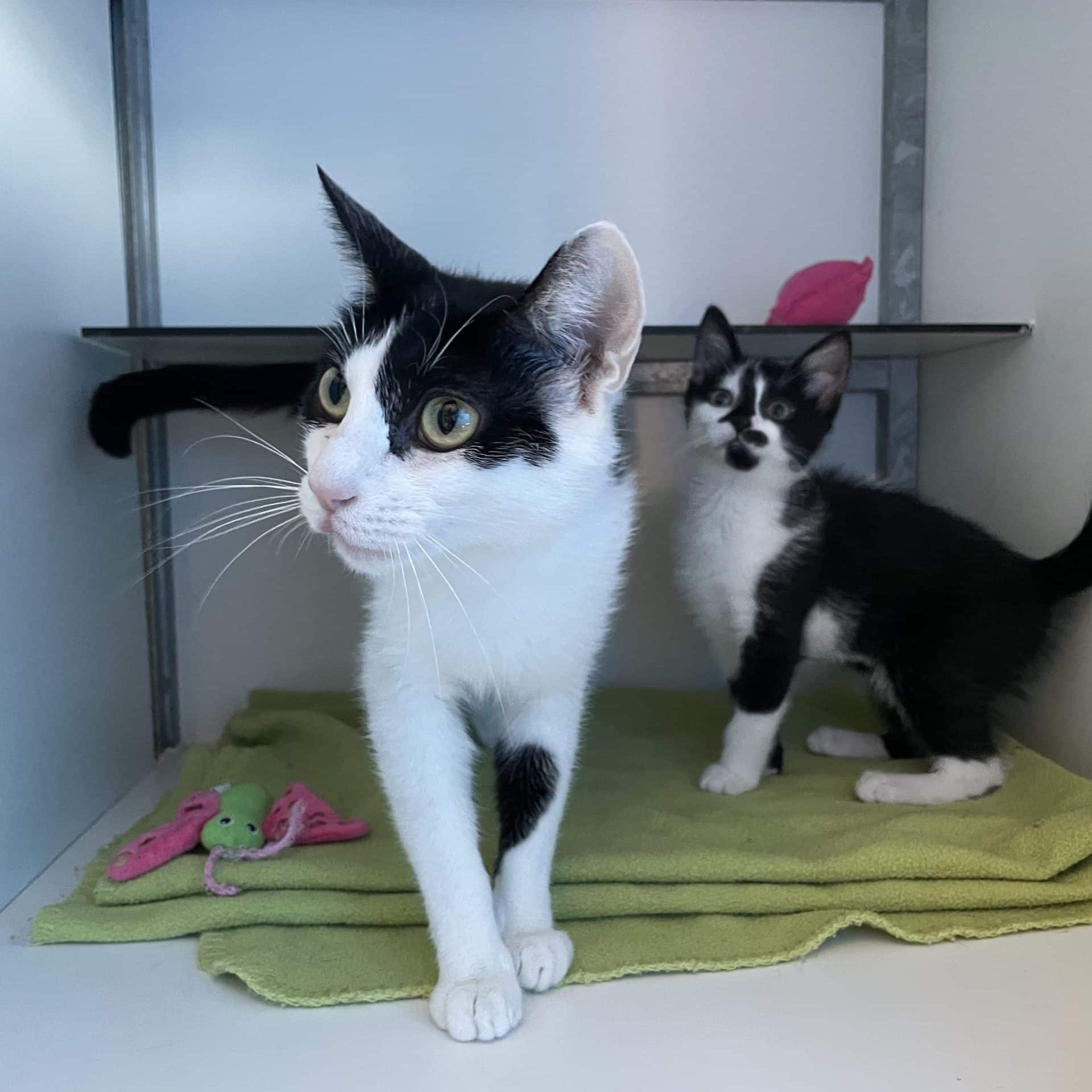 Katten ter adoptie | Dierenasiel Sint-Truiden