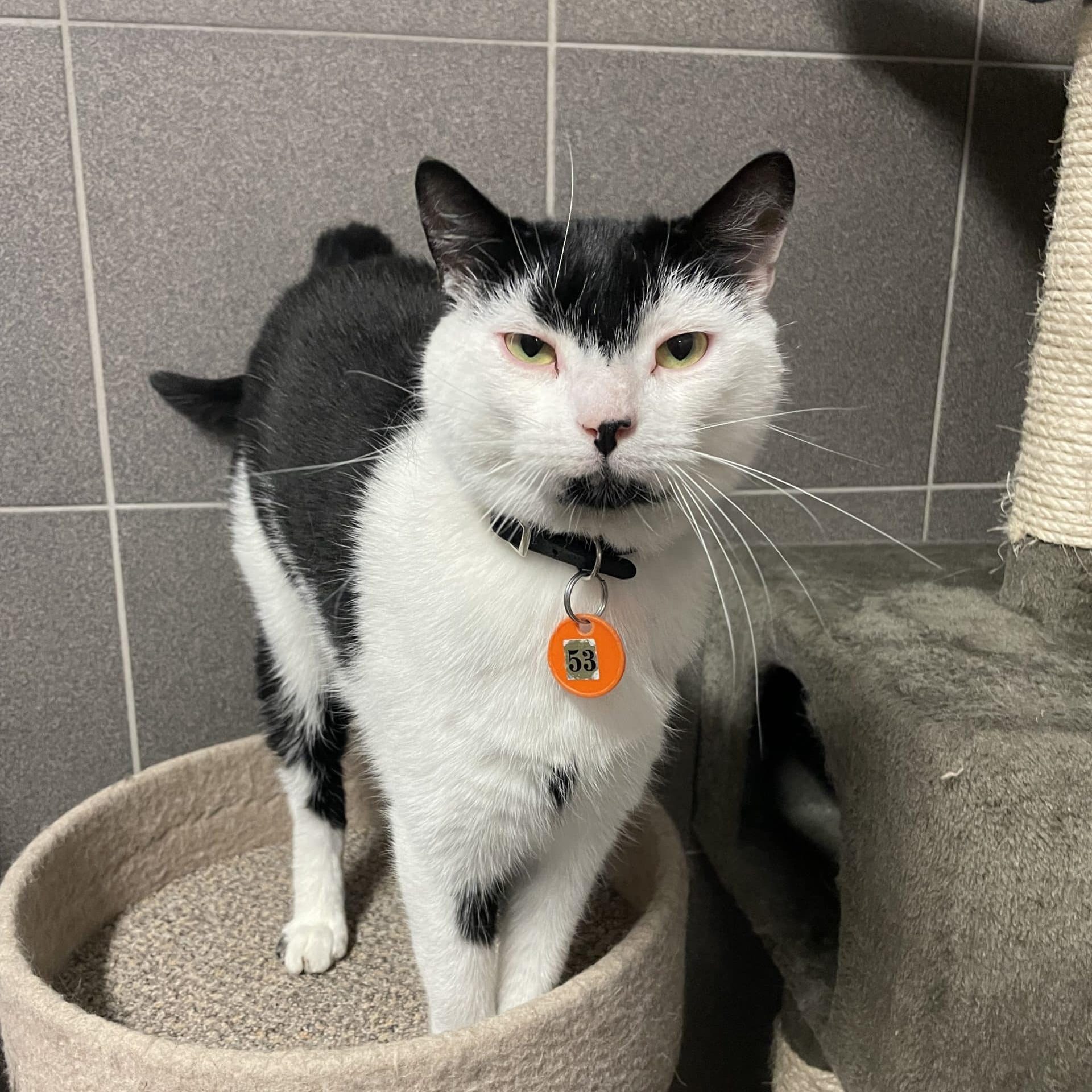 Katten ter adoptie | Dierenasiel Sint-Truiden