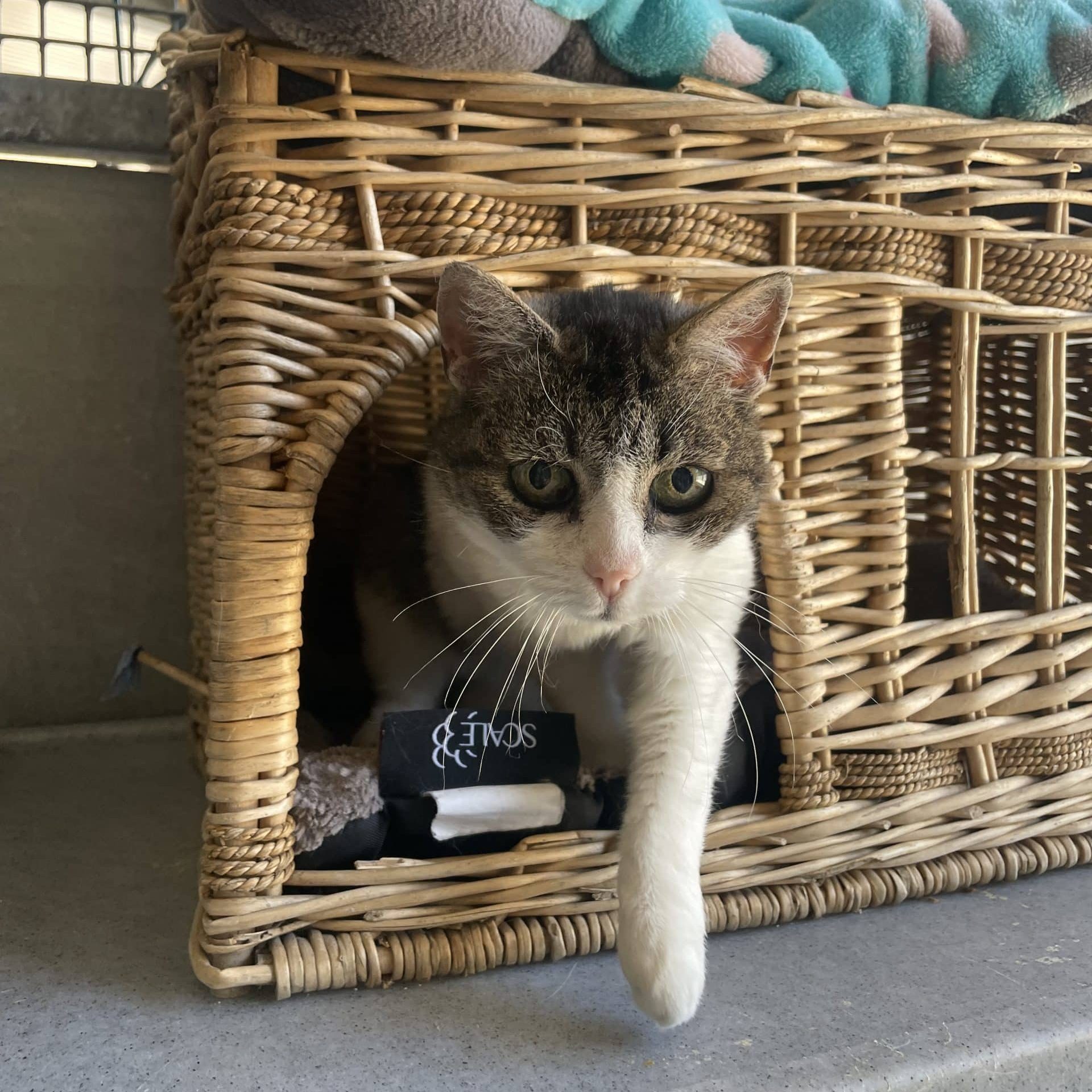 Katten ter adoptie | Dierenasiel Sint-Truiden