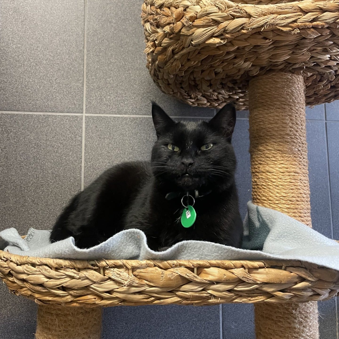 Katten ter adoptie | Dierenasiel Sint-Truiden
