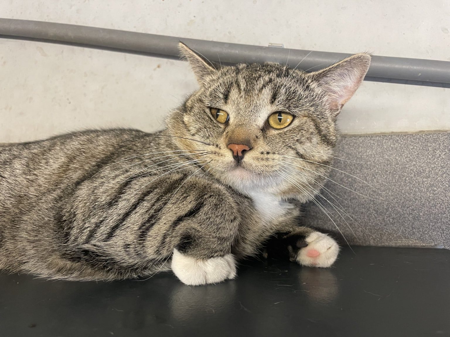 Katten ter adoptie | Dierenasiel Sint-Truiden