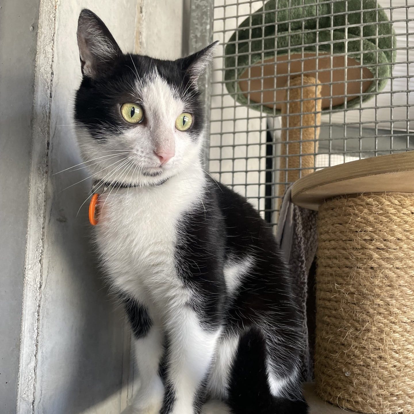 Katten ter adoptie | Dierenasiel Sint-Truiden