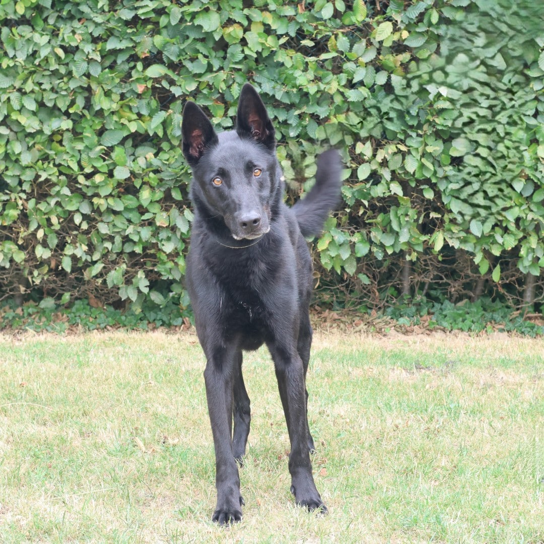 Jacky - Dierenasiel Sint-Truiden