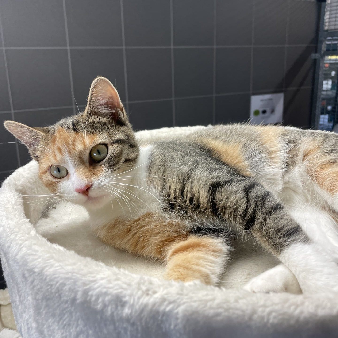 Katten ter adoptie | Dierenasiel Sint-Truiden