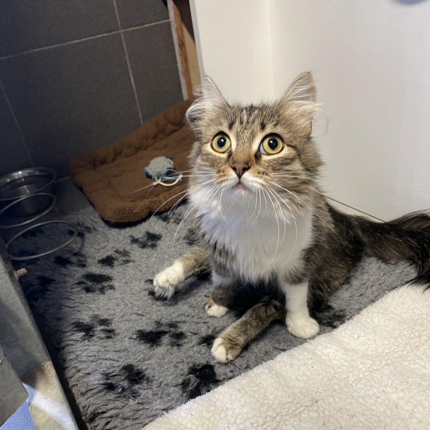 Katten ter adoptie | Dierenasiel Sint-Truiden