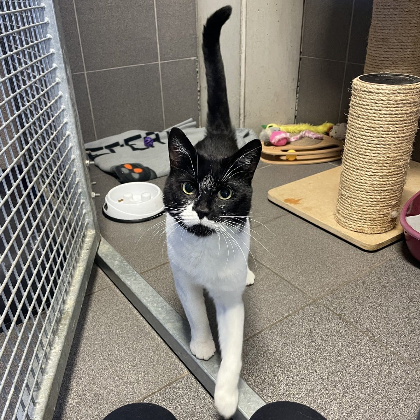 Katten ter adoptie | Dierenasiel Sint-Truiden