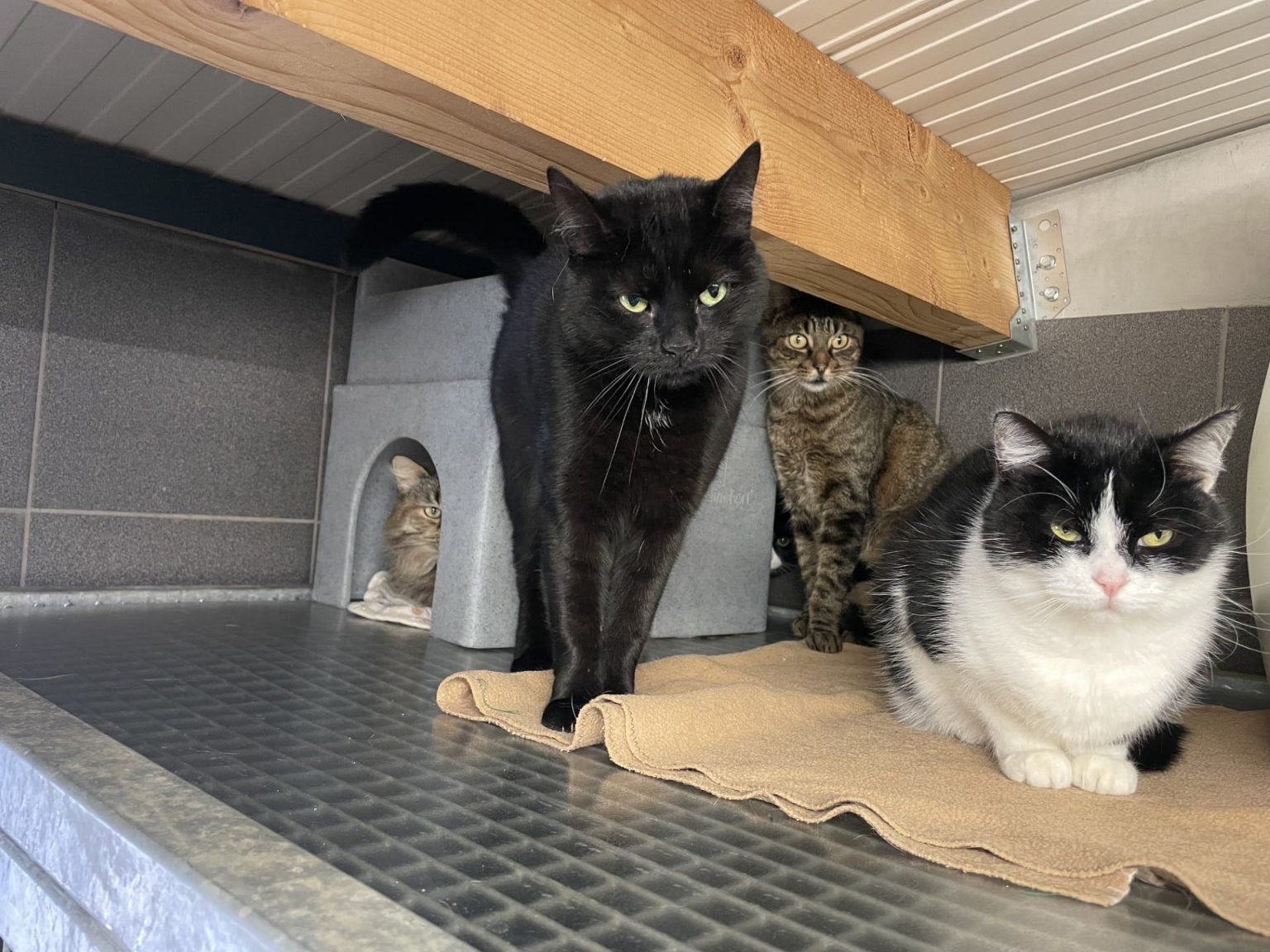 Katten ter adoptie | Dierenasiel Sint-Truiden