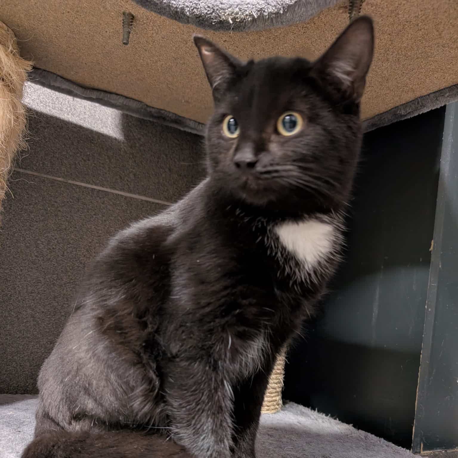 Katten ter adoptie | Dierenasiel Sint-Truiden