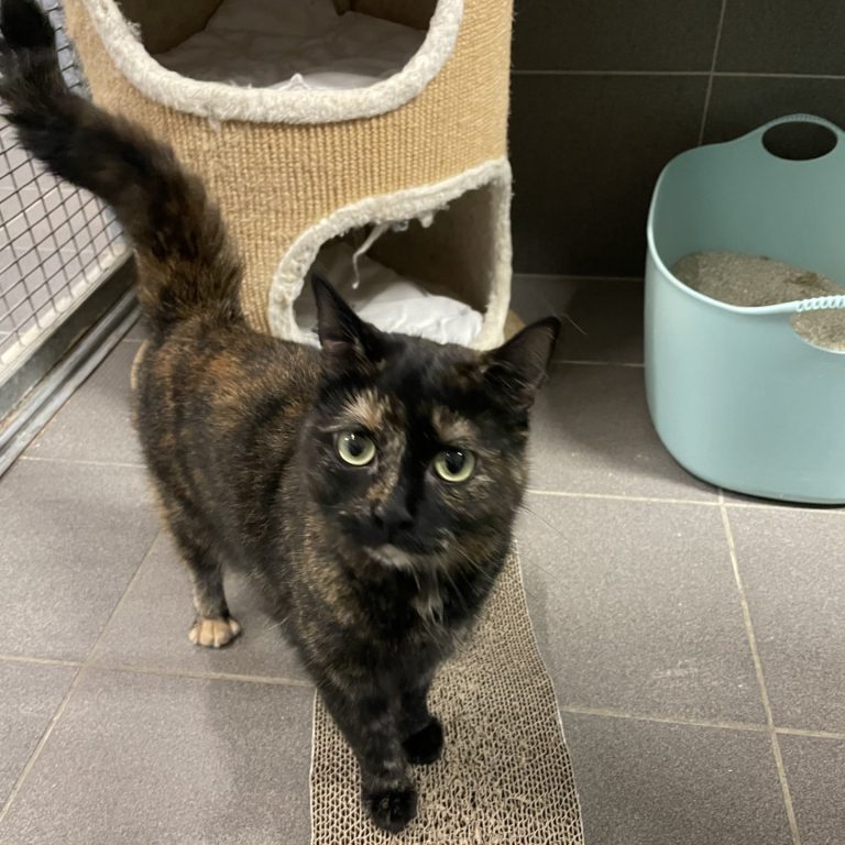 Katten ter adoptie | Dierenasiel Sint-Truiden