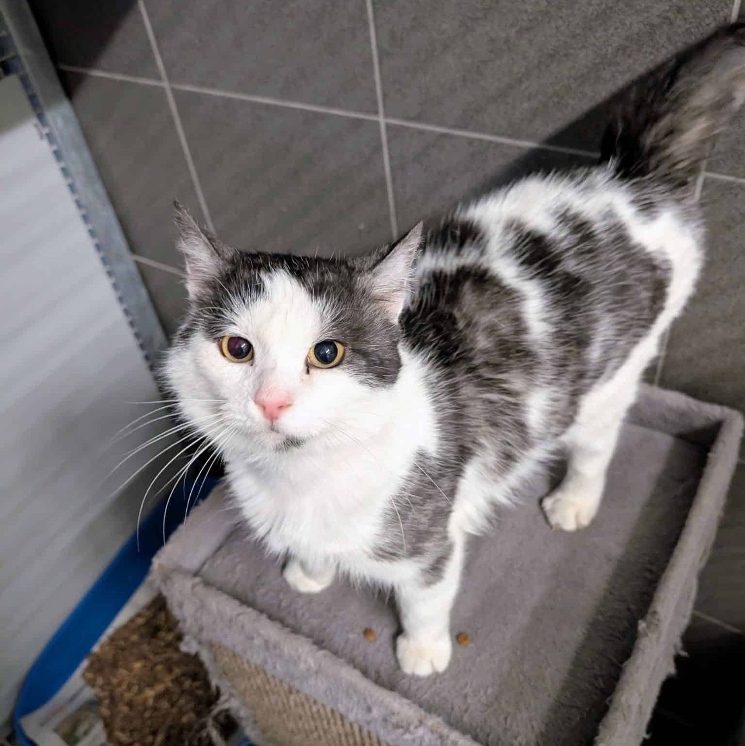 Katten ter adoptie | Dierenasiel Sint-Truiden